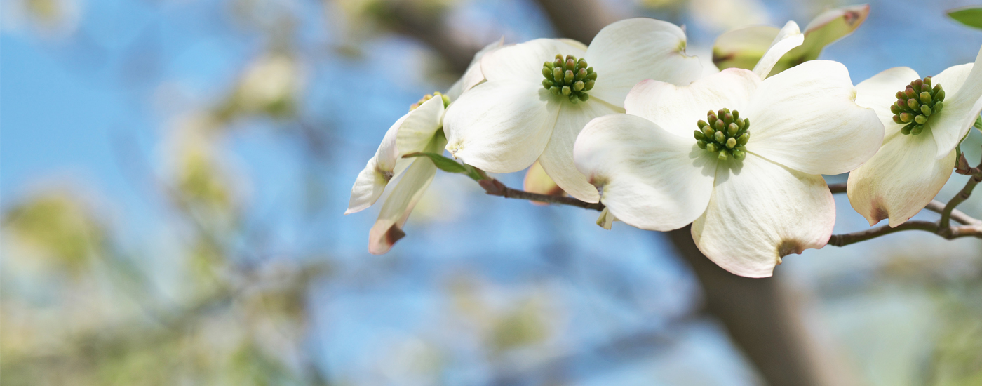 Our Organization - BlueCross BlueShield of North Carolina Foundation | BlueCross BlueShield of ...